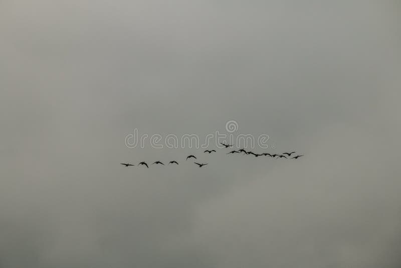 Geese Fly in Formation stock image. Image of forest - 120339699