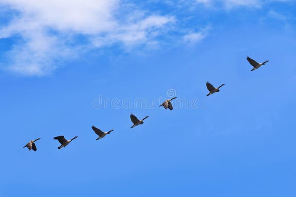Geese fly south stock photo. Image of fast, large, bird - 21876518
