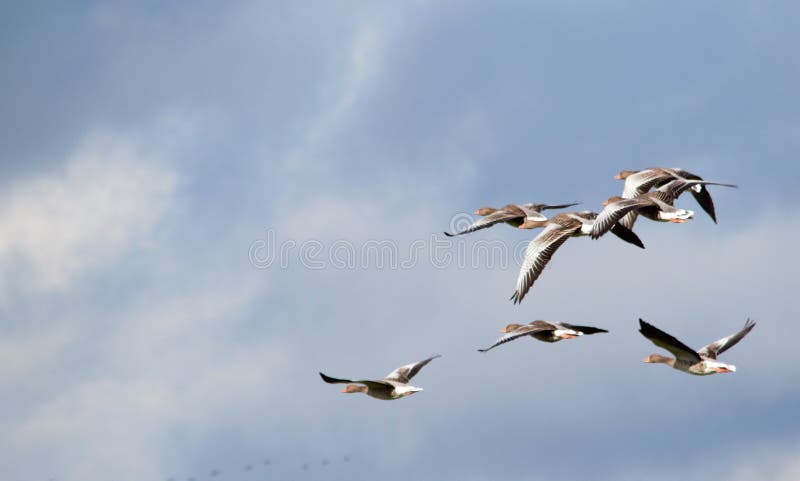 Geese fly under the clouds stock photo. Image of circling - 199886798