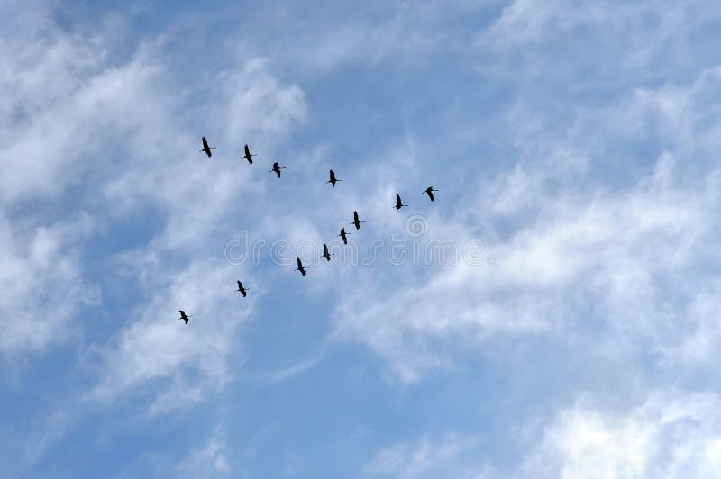 Geese flying stock image. Image of spike, formation, winging - 27824023