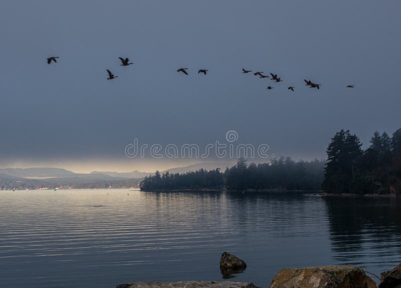Geese Flying through the Air Stock Image - Image of flying, birds ...