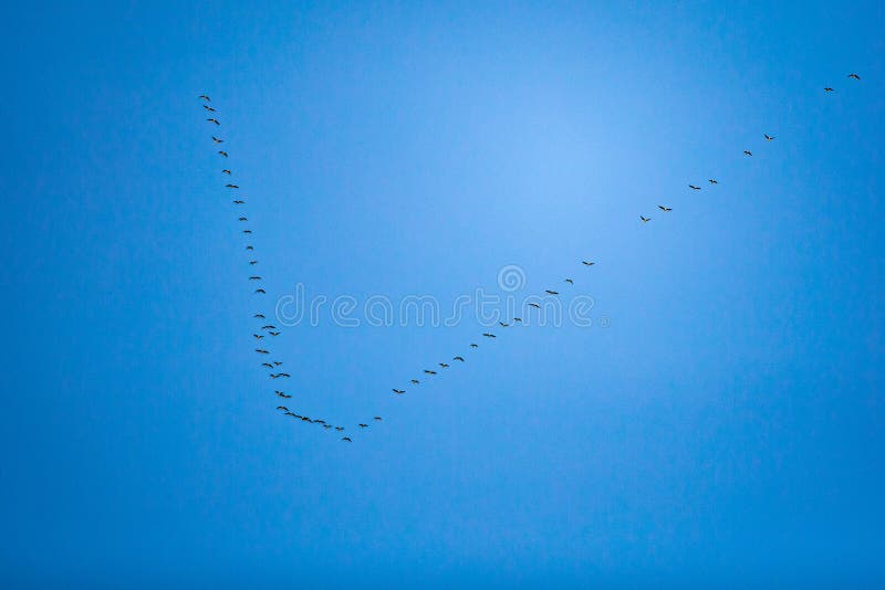 Geese Flying Back Home at Spring Concept Warmth Stock Image - Image of ...