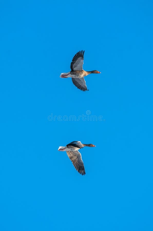 Geese Flying on Blue Background Stock Image - Image of clear, blue ...