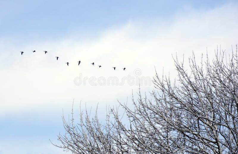 Geese flying in a blue sky stock photo. Image of nature - 32997882