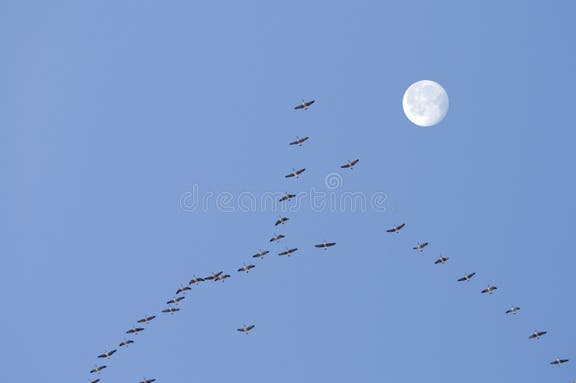 103 Geese Migration Moon Stock Photos - Free & Royalty-Free Stock ...