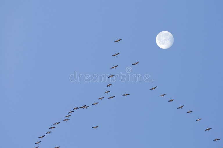 103 Geese Migration Moon Stock Photos - Free & Royalty-Free Stock ...