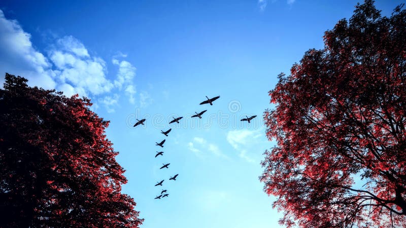 Wild Geese in Flight stock photo. Image of blossom, gesse - 362151968