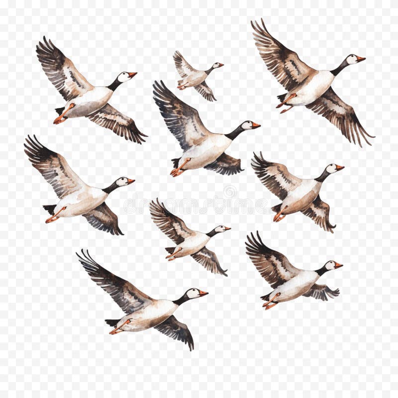 Geese flying stock illustration. Illustration of look - 341477696
