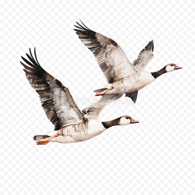 Geese flying stock illustration. Illustration of flying - 341477700
