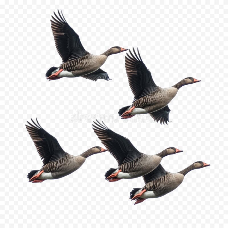 Geese flying stock photo. Illustration of waterfowl - 341477704