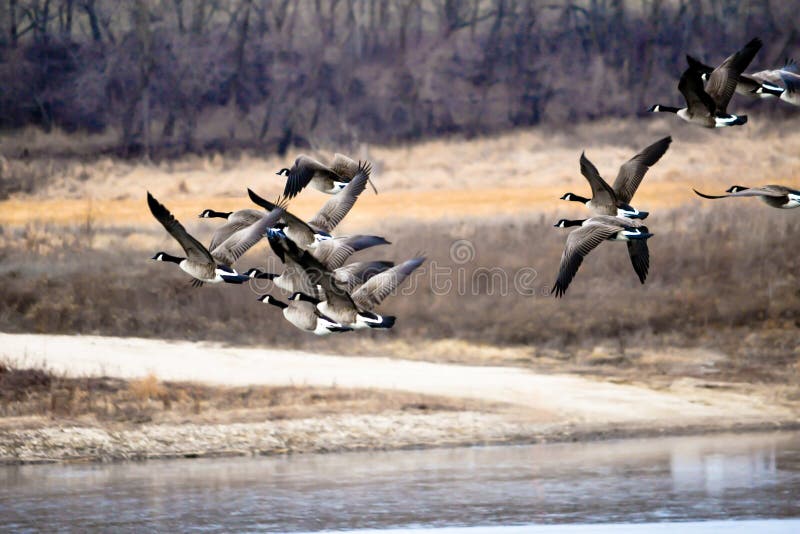 Geese Flying Low stock image. Image of wildlife, water - 49152173