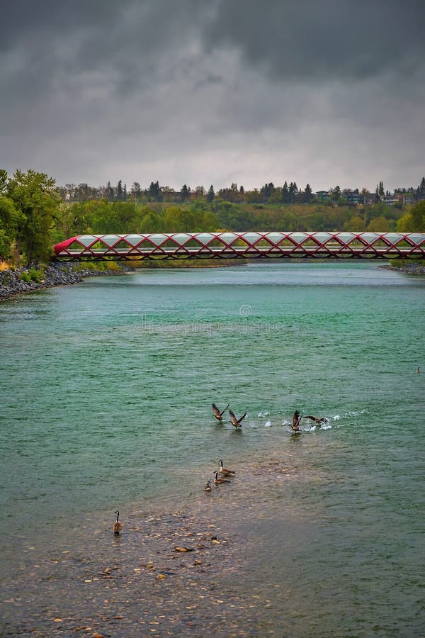 Geese Flying Onto the Bow River Editorial Image - Image of moody ...