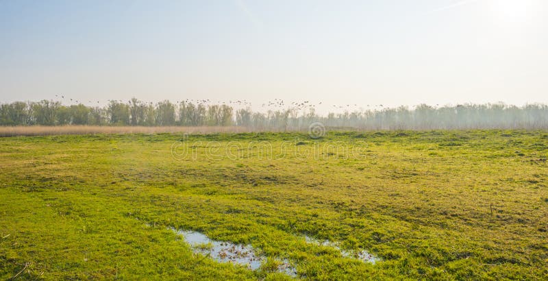 Geese Flying Over a Field Along a Lake in a Blue Sky in Sunlight Stock ...