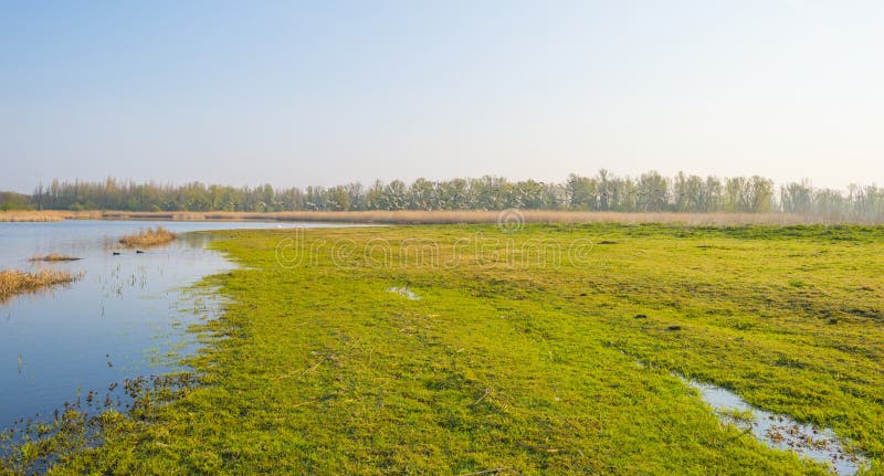 Geese Flying Over a Field Along a Lake in a Blue Sky in Sunlight Stock ...
