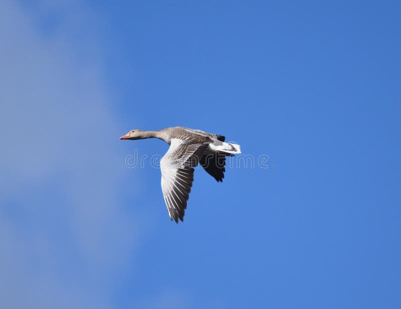 Geese flying stock photo. Image of migration, lake, geese - 52995922