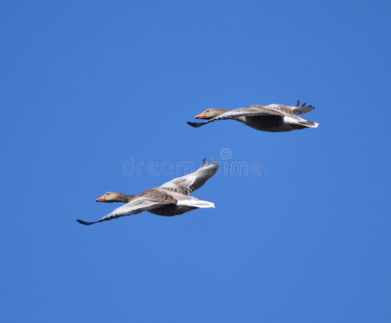 Geese flying stock photo. Image of lead, flight, lake - 52997378