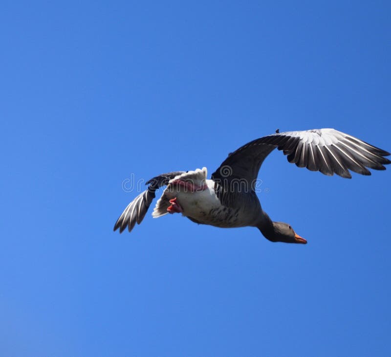 Flying geese stock image. Image of lake, weather, denmark - 33277091