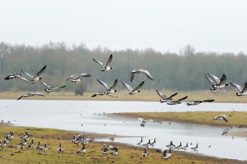 Geese flying over a lake stock image. Image of trees - 77954761