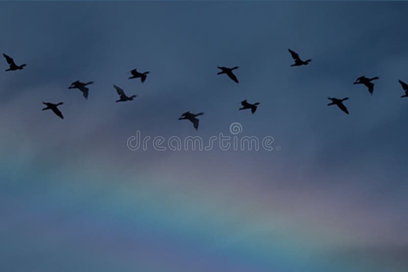 Geese Flying Over a Rainbow Stock Photo - Image of rainbow, weather ...