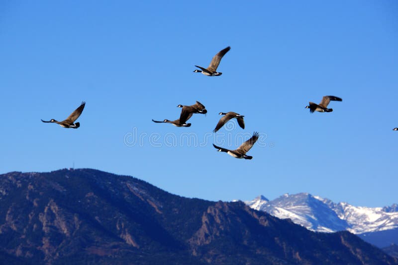 Geese flying south stock image. Image of rockies, migration - 28722711