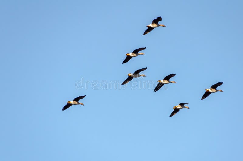 The Geese are Flying on Spring Day in the Sky Stock Image - Image of ...