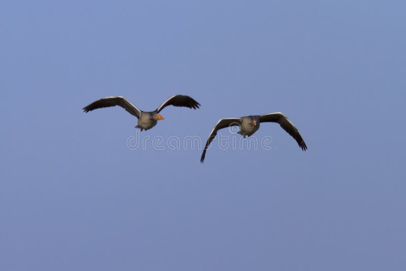 Geese flying together stock photo. Image of romantic - 40025232