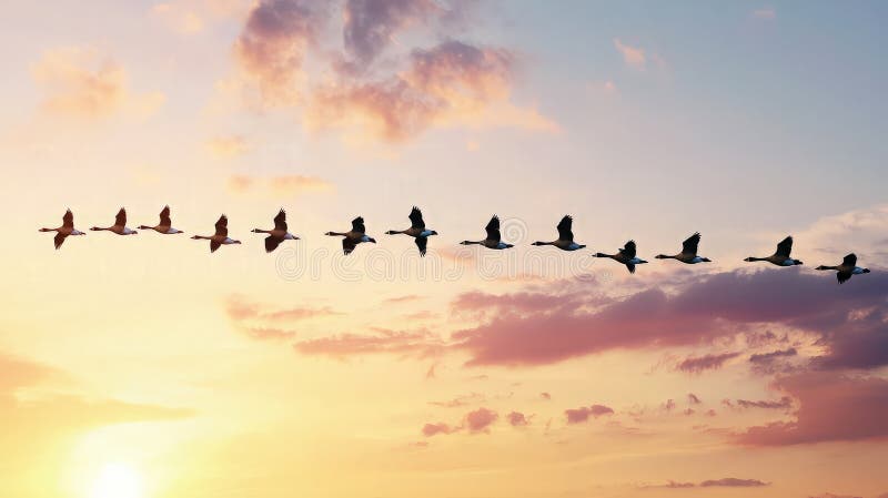 Geese Flying in V Formation at Sunset Stock Image - Image of flock ...