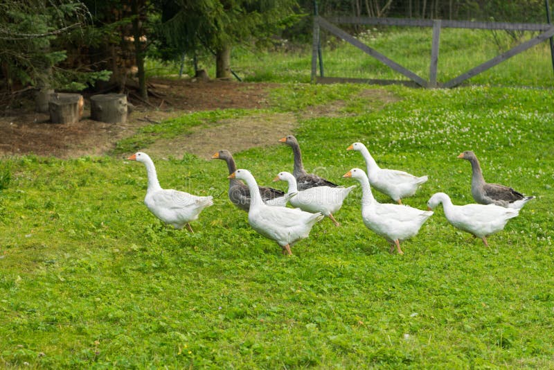 Geese life stock photo. Image of animal, fowl, farming - 104994620