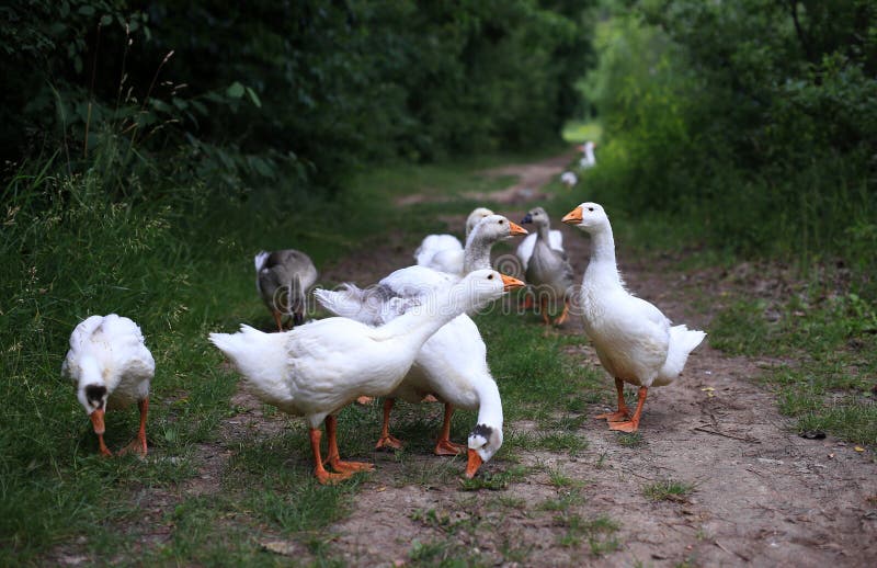 Geese Walking on a Forest Path Stock Photo - Image of neck, geese ...
