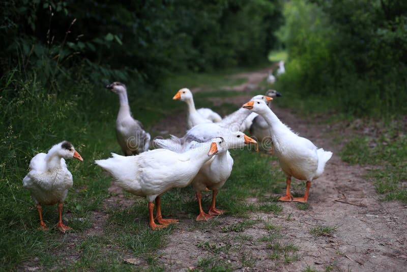Geese Walking on a Forest Path Stock Image - Image of grass, chasing ...
