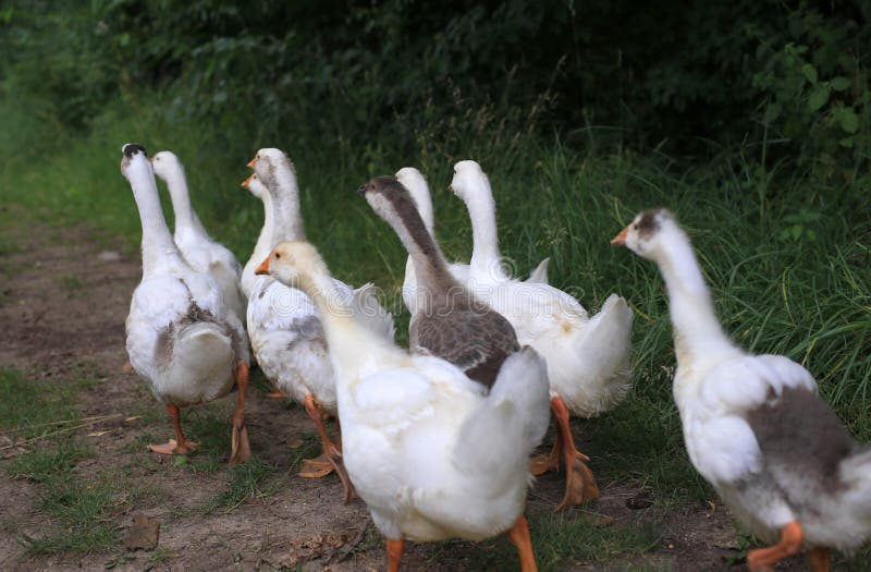 Geese Walking on a Forest Path Stock Photo - Image of feather, geese ...
