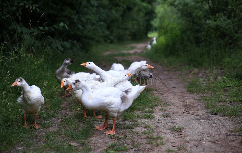 Geese Walking on a Forest Path Stock Image - Image of chasing, wildlife ...