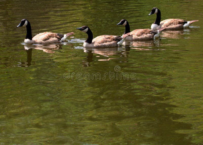 Geese stock photo. Image of mask, pool, animal, hunter - 31512608