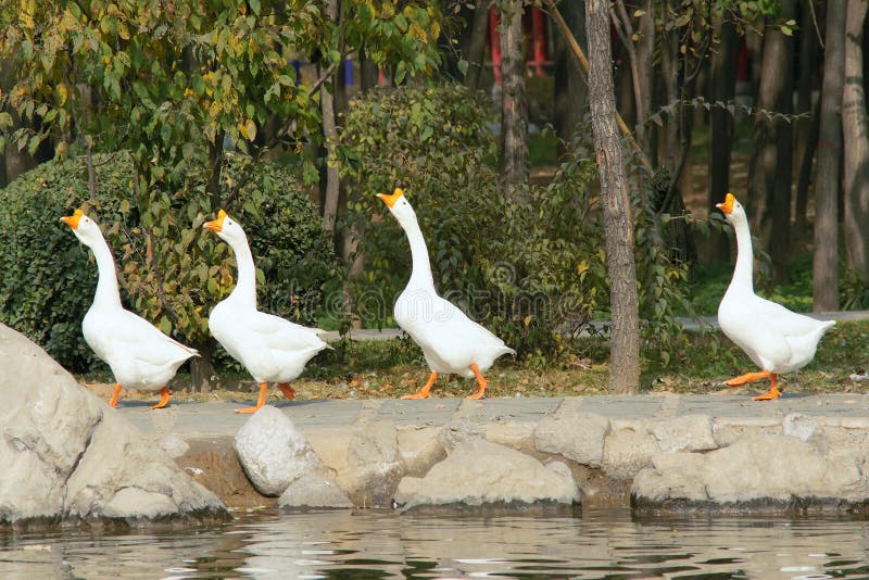 Geese stock photo. Image of group, wildlife, goosie, four - 34793514