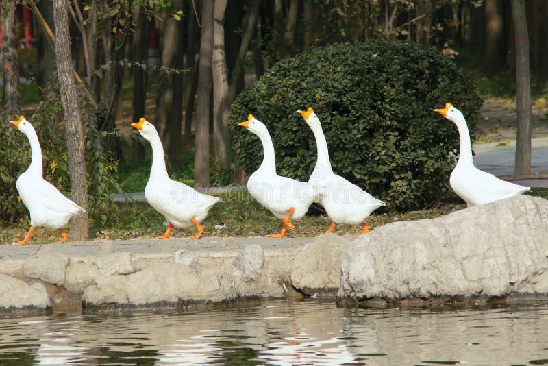 Geese stock image. Image of marching, animal, geese, animals - 34793929
