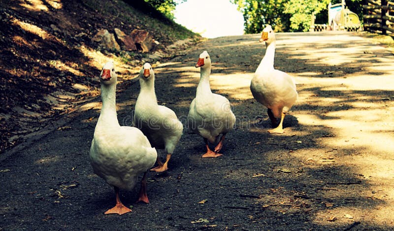 Geese stock photo. Image of trip, goose, birds, four - 66266124