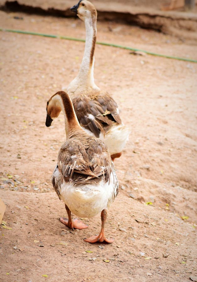 Geese stock image. Image of friend, geese, animal, buddy - 69778809