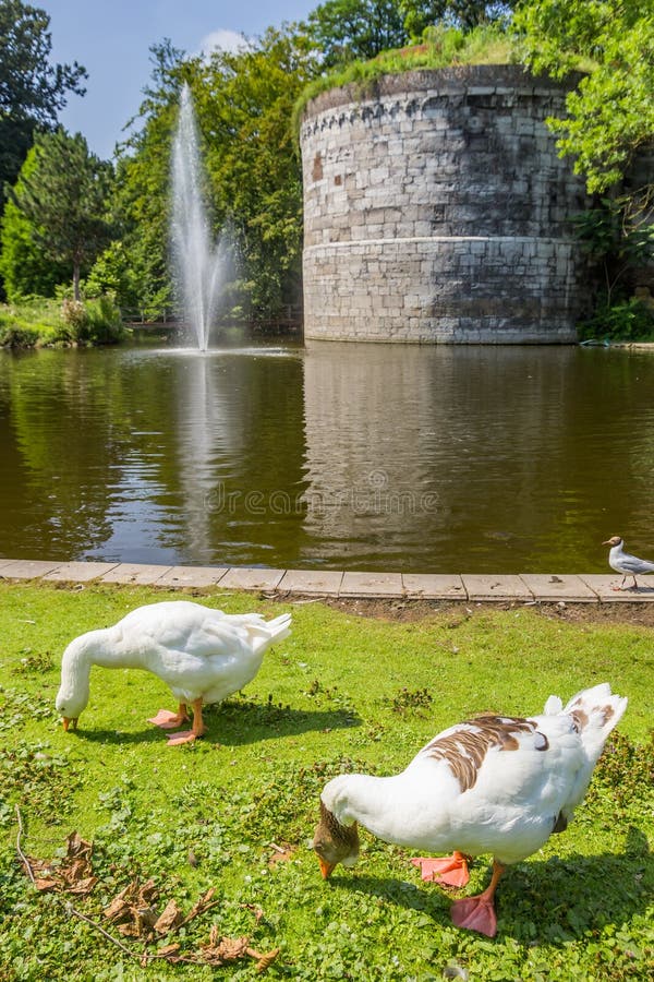 Geese in Front of the Historic Round Tower in Maastricht Stock Image ...