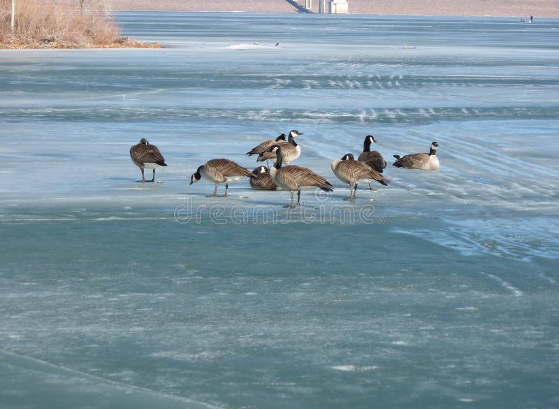 Geese on frozen lake stock image. Image of frozen, ducks - 28885119