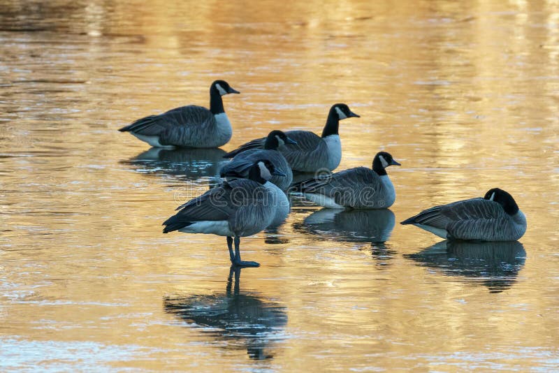 Geese on a Frozen Lake at Sunset Stock Image - Image of outdoors, wing ...