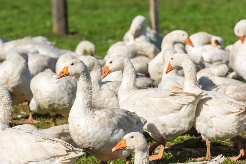 Geese Gaggle Grazing on Green Grass Stock Image - Image of goose, flock ...