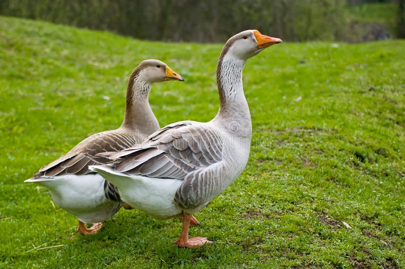 Geese in the garden stock photo. Image of feathers, fluffy - 5749886