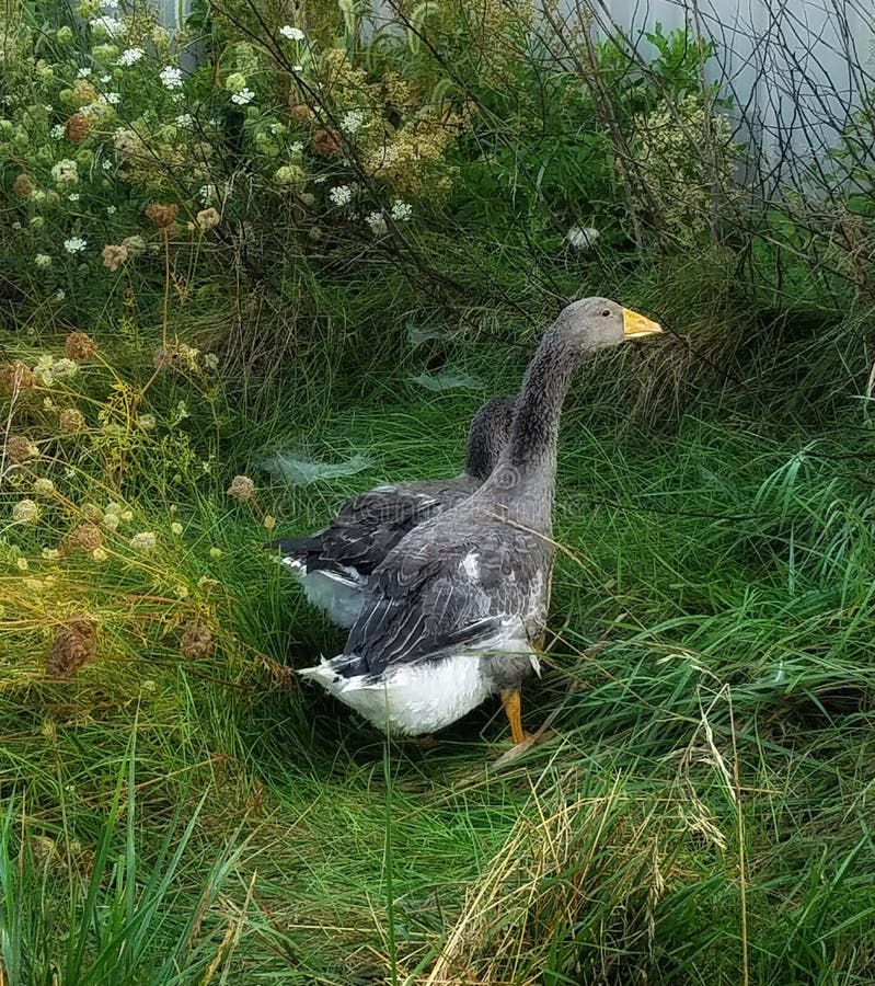 Geese stock image. Image of geese, bird, barnyard, farm - 115117005