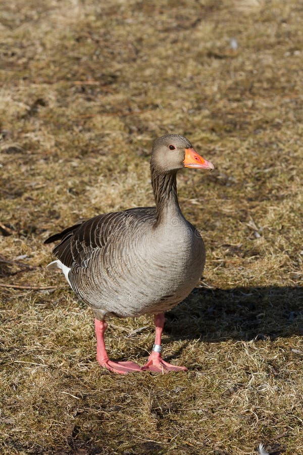 Geese stock photo. Image of winter, animals, denmark - 125080664
