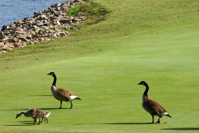 Geese on Golf Course stock image. Image of rocks, bird - 4800639