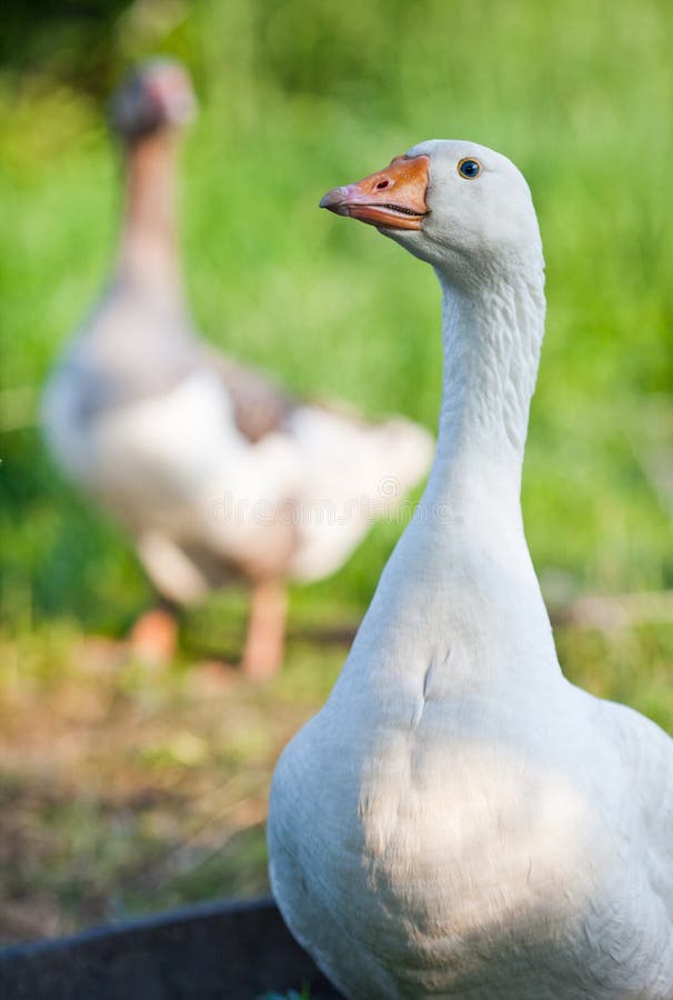Geese stock photo. Image of animals, posing, portrait - 42146170