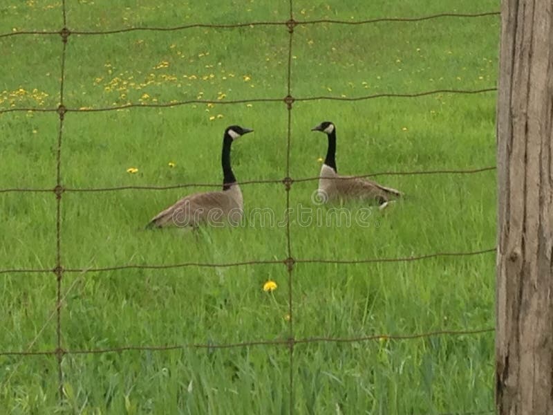 Geese stock image. Image of mates, mating, geese, goosed - 120809389