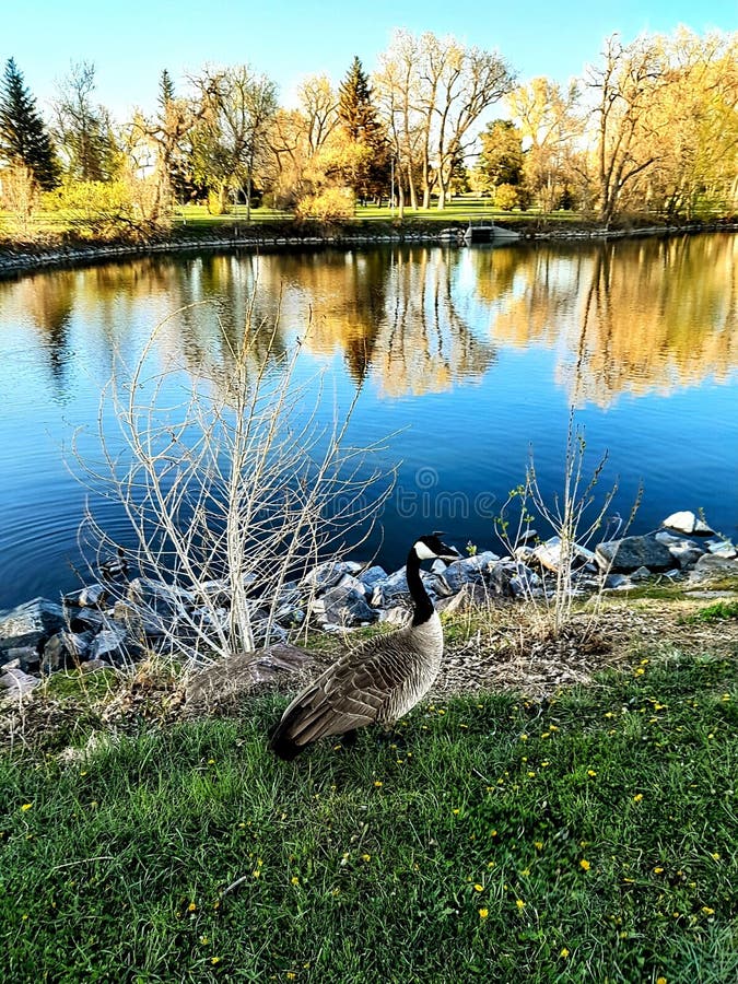 Goose at Holiday Park on the Walking Path Stock Photo - Image of ...