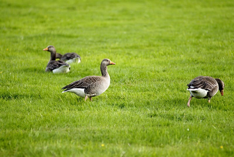 Geese On Grass Field Picture. Image: 1391559