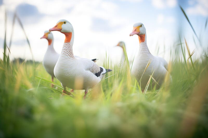 Geese on Grassy Field with Beaks Open Stock Photo - Image of geese ...